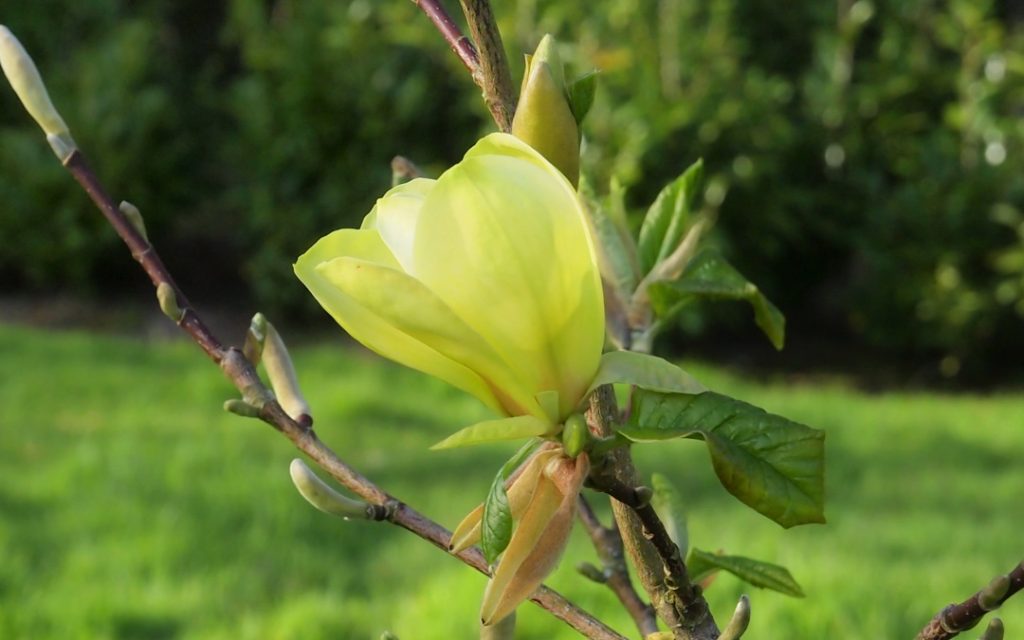 Best Yellow Magnolias flowering at Caerhays Estate