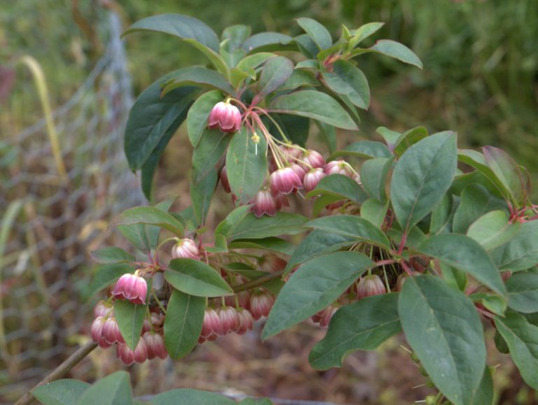 Enkianthus lecture by Charles Williams| Caerhays Estate