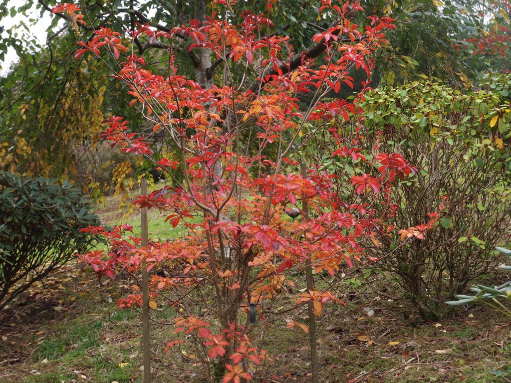 Enkianthus lecture by Charles Williams| Caerhays Estate