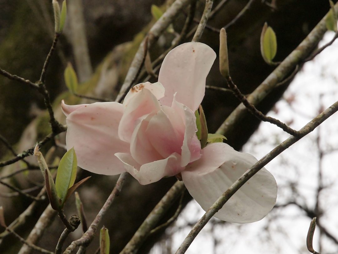 40 Best Magnolias in the Caerhays Collection | Caerhays Estate