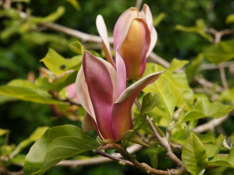 40 Best Magnolias in the Caerhays Collection | Caerhays Estate
