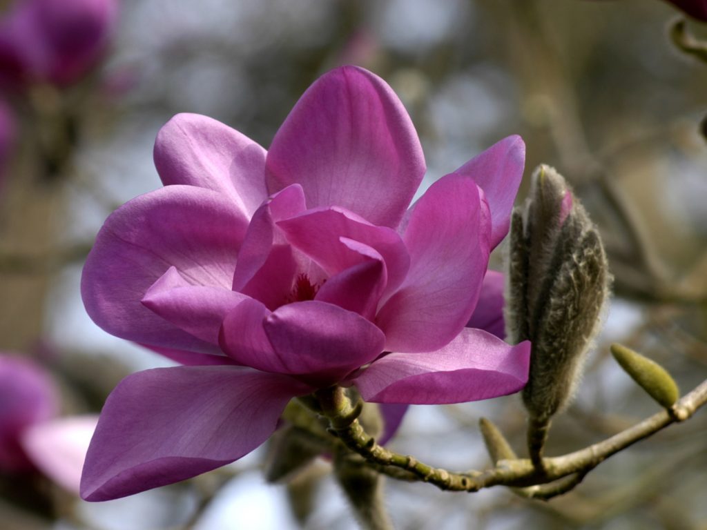 40 Best Magnolias in the Caerhays Collection | Caerhays Estate