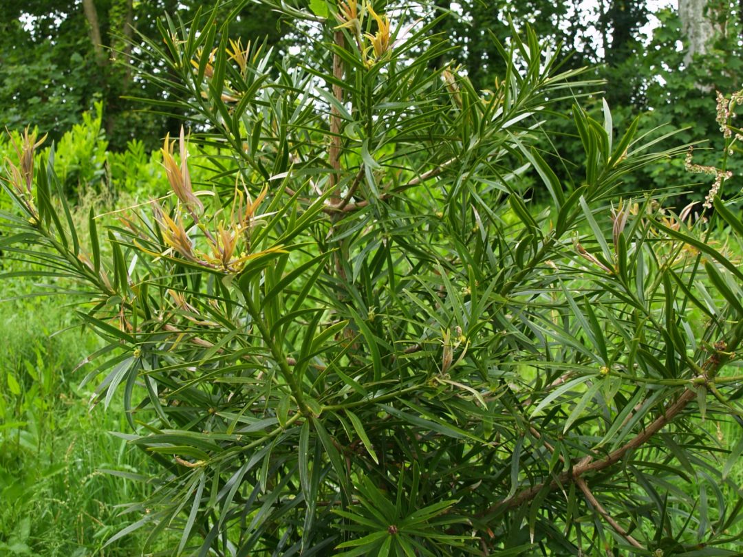 Podocarpus collection growing list | Caerhays Estate