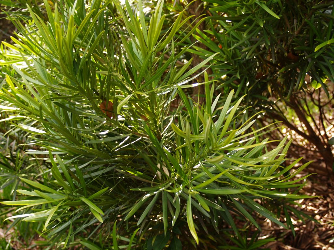Podocarpus collection growing list | Caerhays Estate