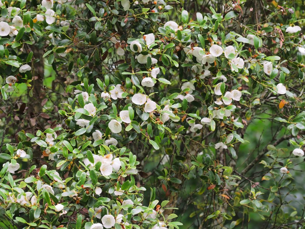 Eucryphias and summer flowering trees | Caerhays Estate