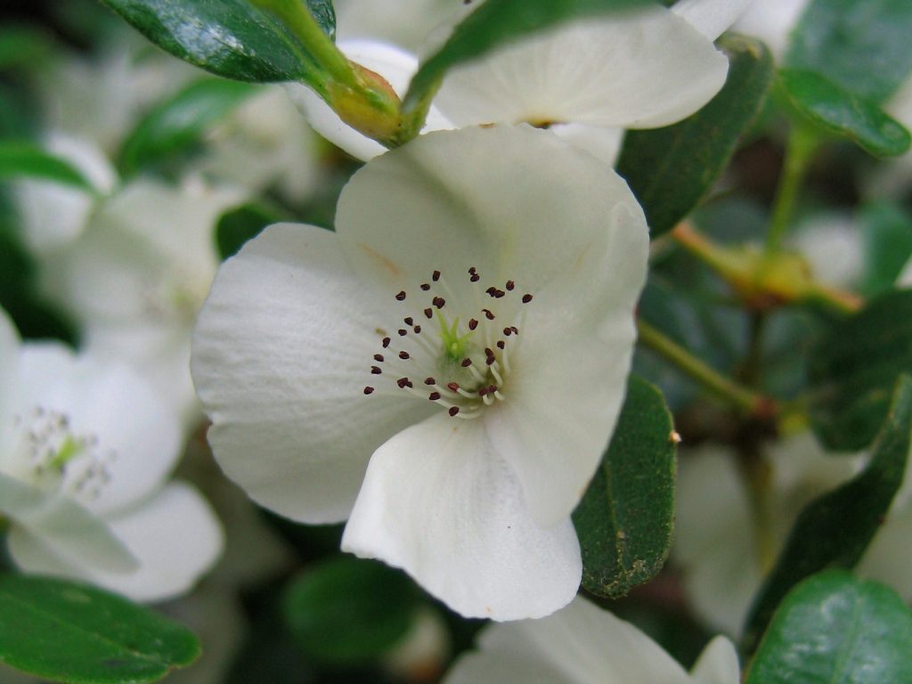Eucryphias and summer flowering trees | Caerhays Estate