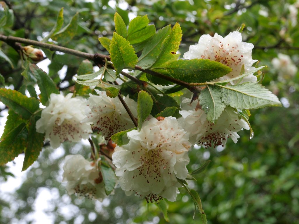 Eucryphias and summer flowering trees | Caerhays Estate