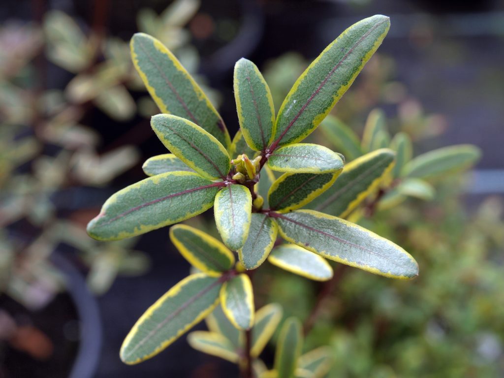 Eucryphias and summer flowering trees | Caerhays Estate