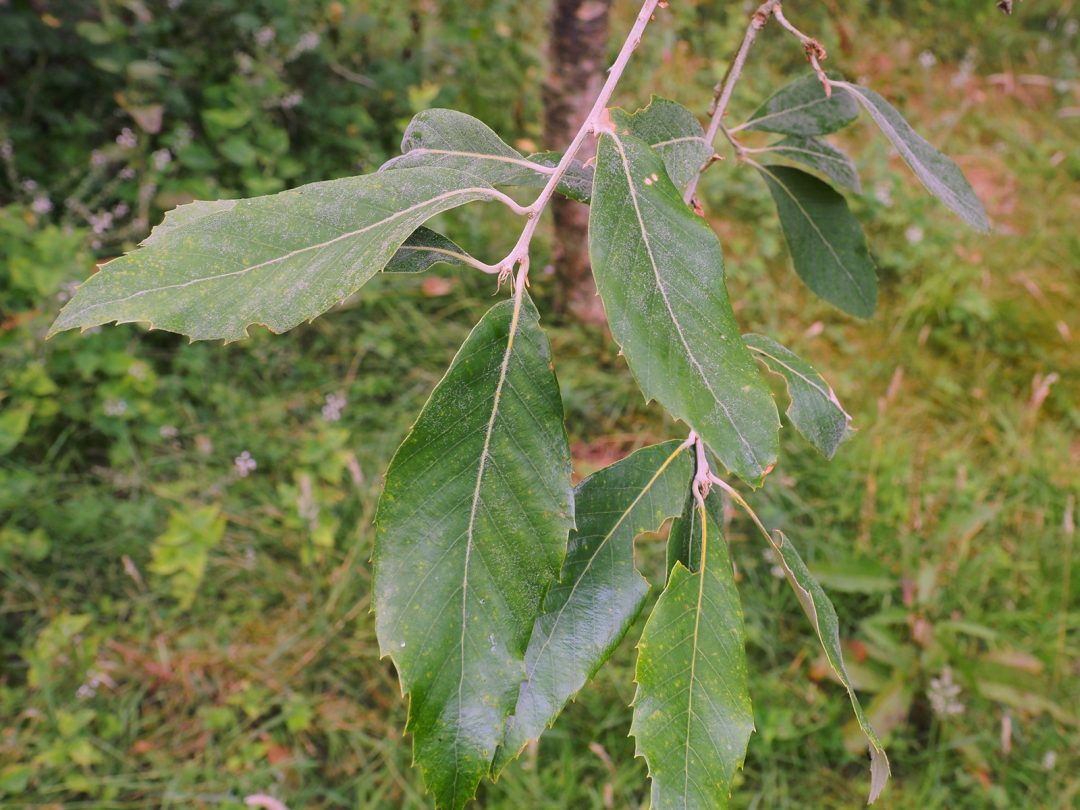 Evergreen Oaks | Caerhays Estate