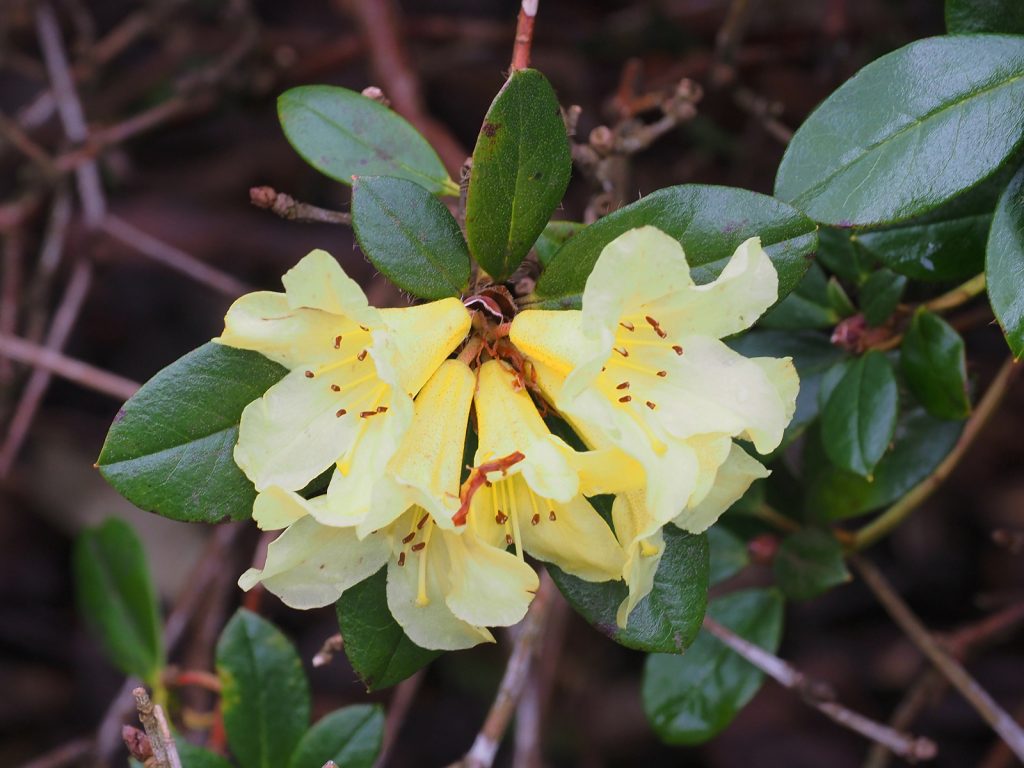 Scented Rhododendrons - RHS Lecture | Caerhays Estate