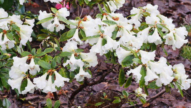 The Garden - In Depth | Caerhays Estate