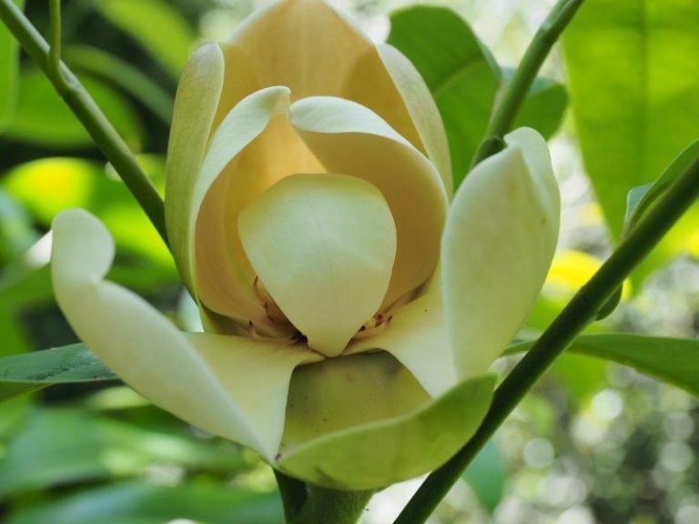 Magnolia Tamaulipana finally grown at Caerhays in 2020