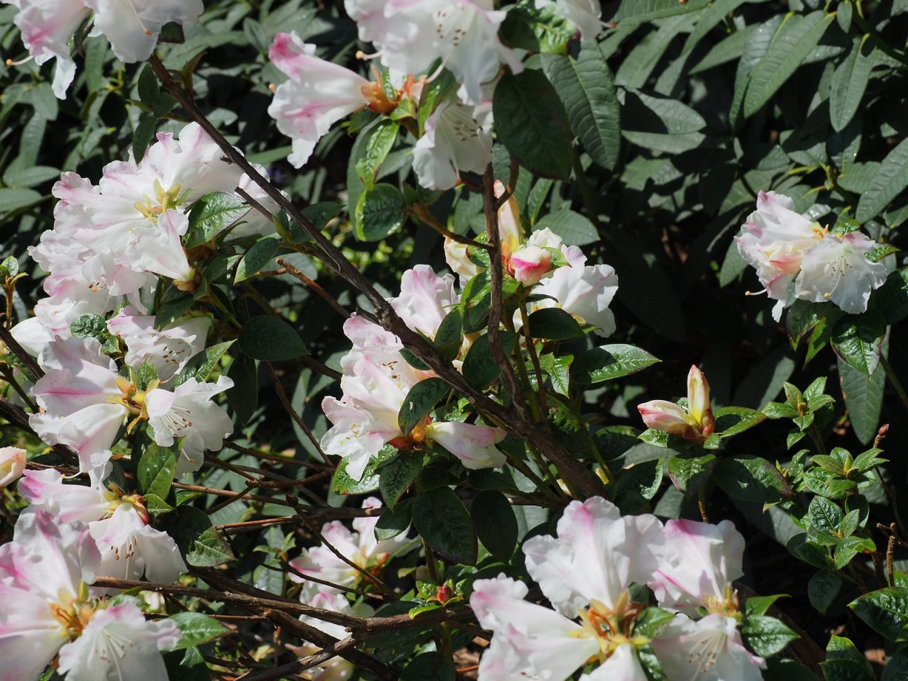 Scented Rhododendrons - RHS Lecture | Caerhays Estate