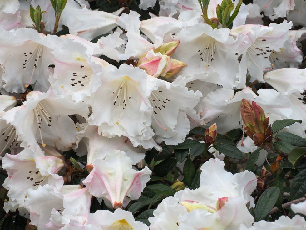 Scented Rhododendrons - RHS Lecture | Caerhays Estate