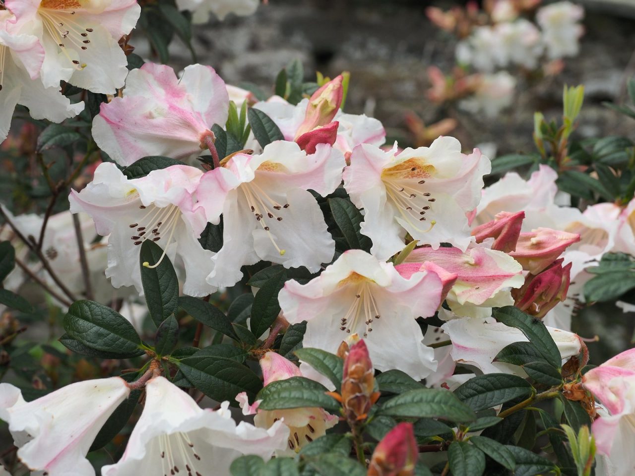 Scented Rhododendrons - RHS Lecture | Caerhays Estate