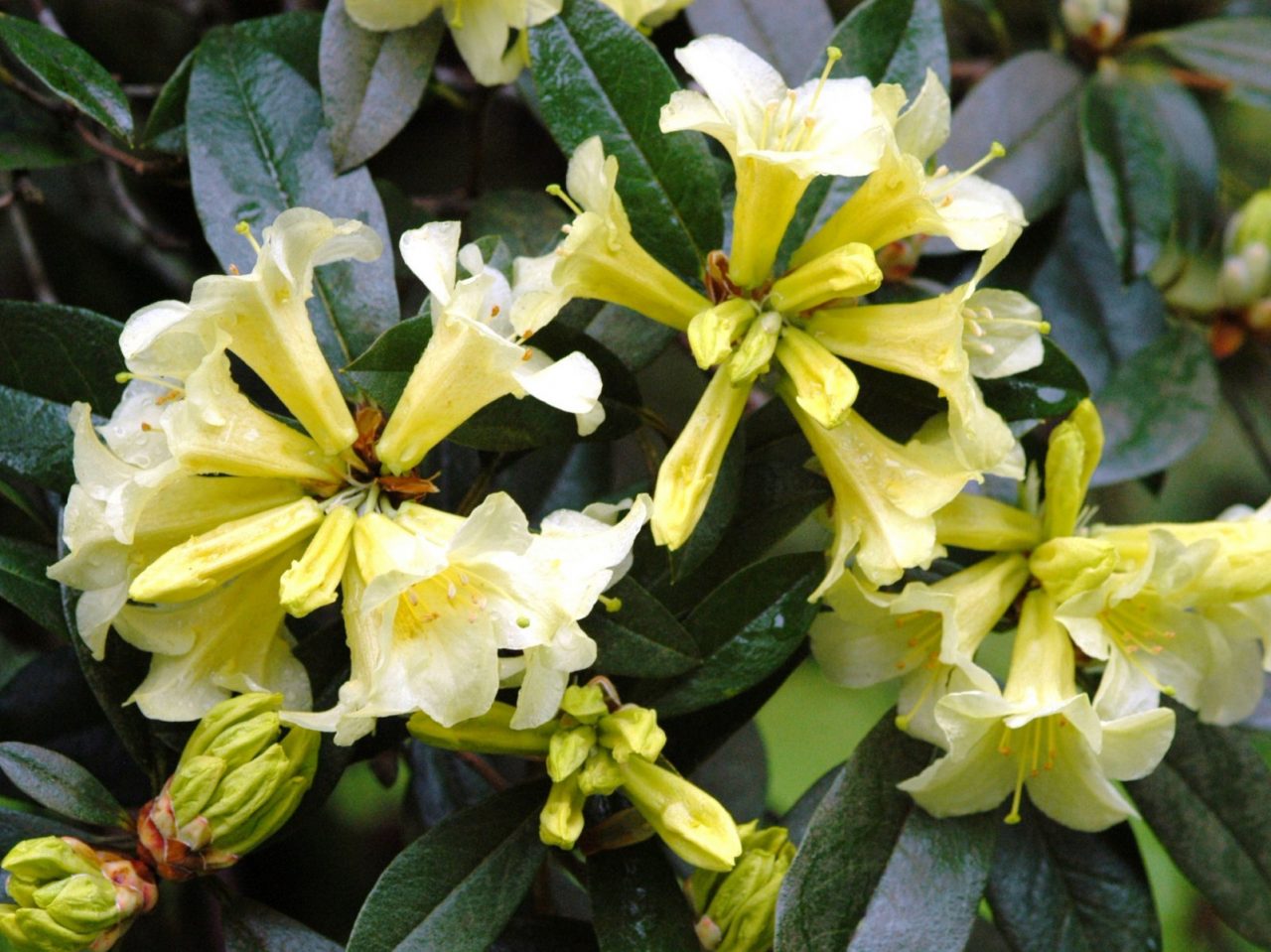 Scented Rhododendrons - RHS Lecture | Caerhays Estate