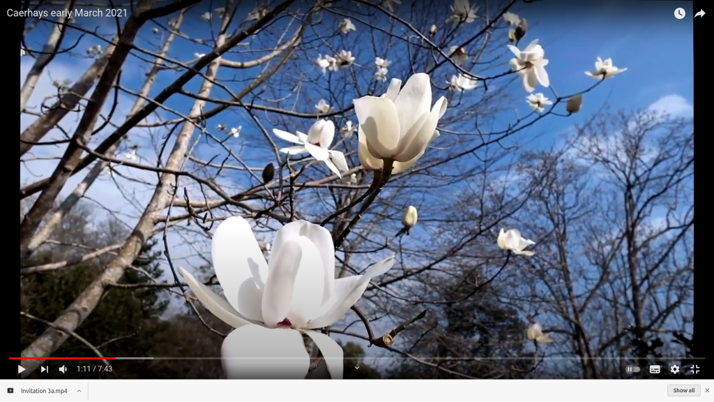 Early March in the garden | Caerhays Estate