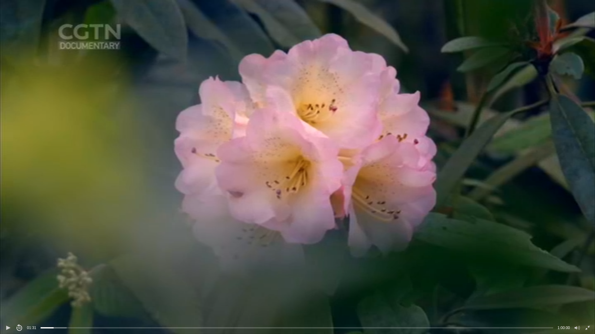 Signature plants of China | Caerhays Estate