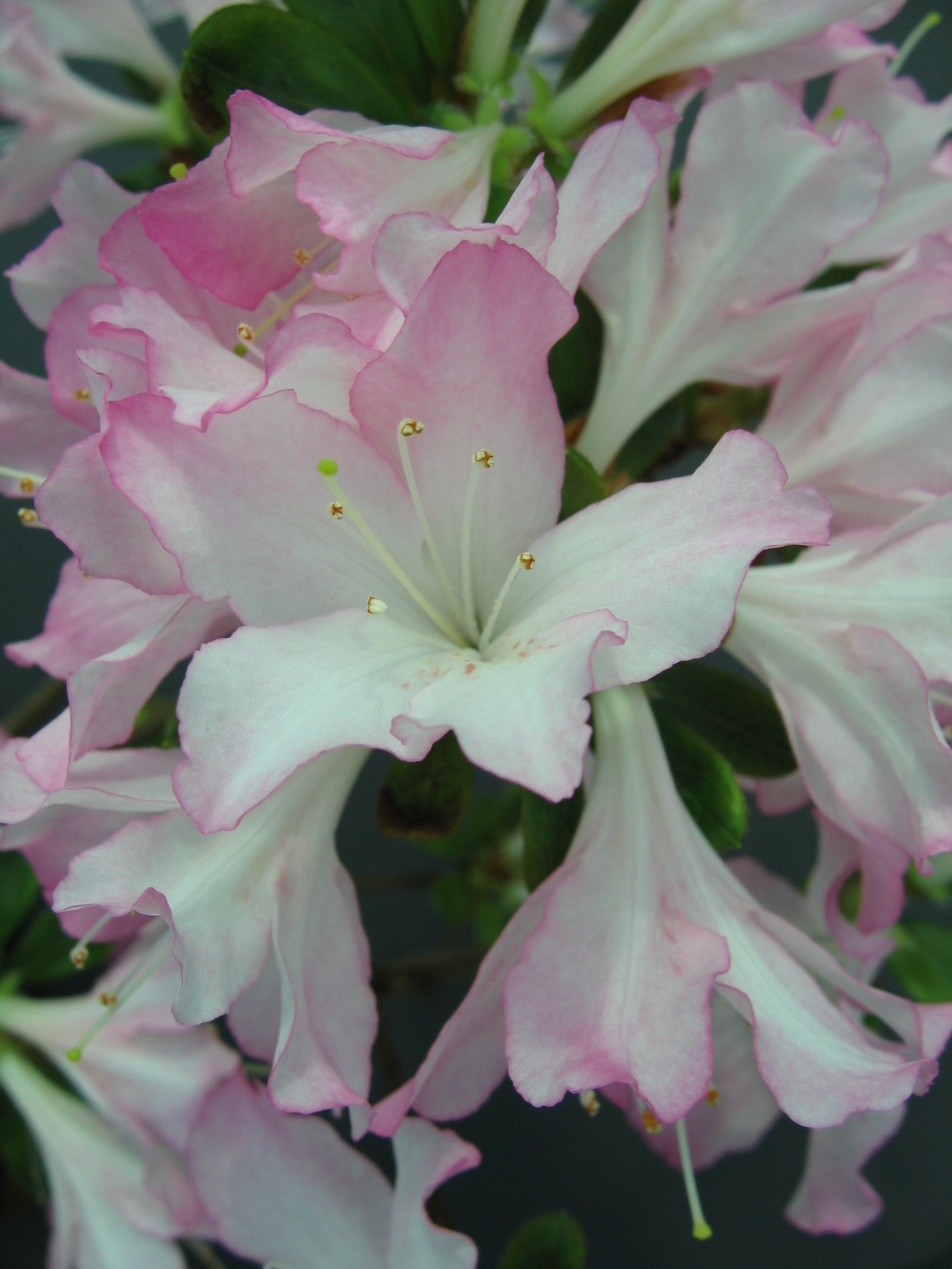 Ernest Wilson's 50 Kurume Azaleas | Caerhays Estate