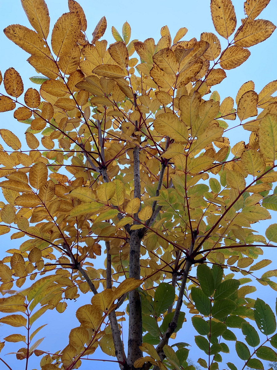 History and background of Meliosma | Caerhays Estate