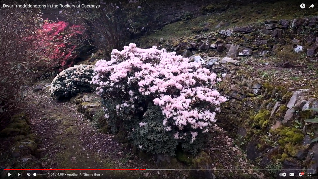 Dwarf Rhododendrons in the Rockery | Caerhays Estate