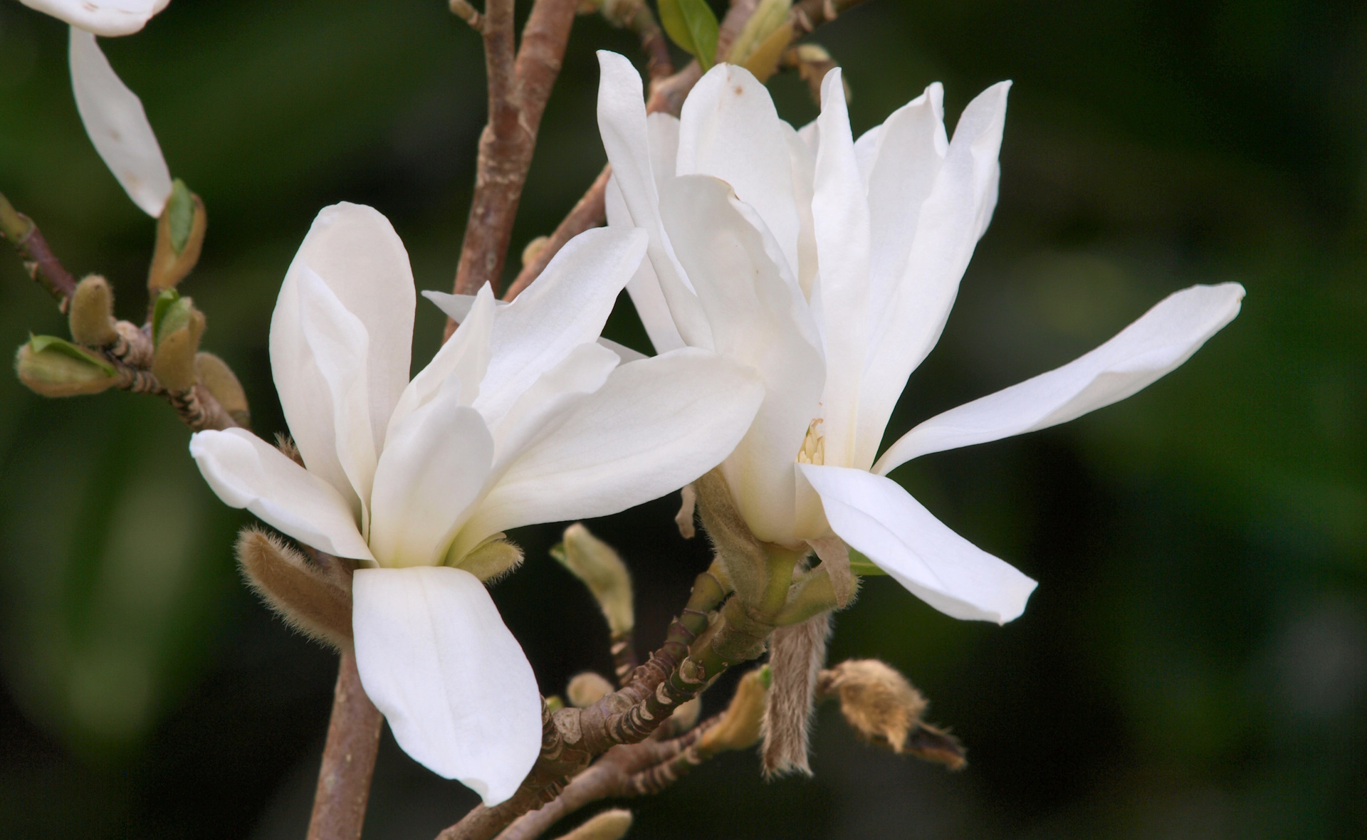 Magnolias on the Caerhays Estate in Cornwall, England