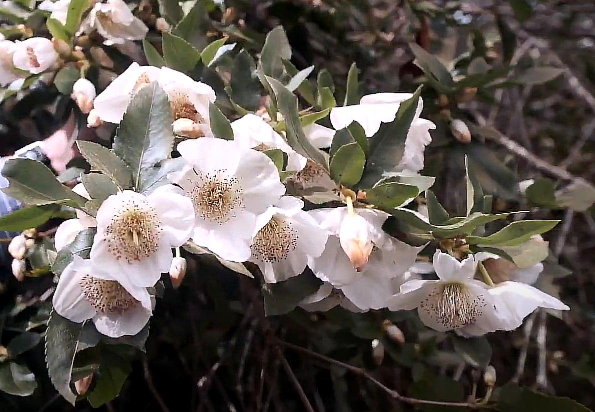 Amazing flowering Eucryphia at Caerhays | Caerhays Estate