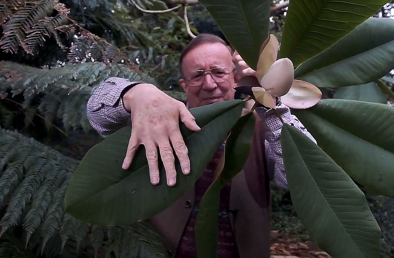 Magnolia rostrata in flower | Caerhays Estate