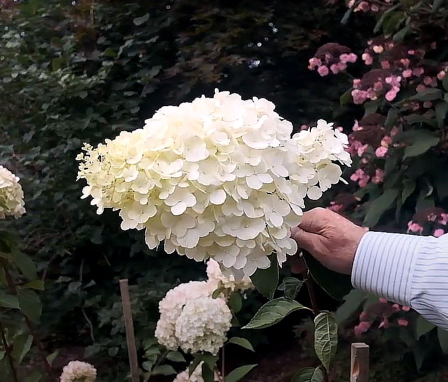 7 Varieties of Hydrangea paniculata | Caerhays Estate