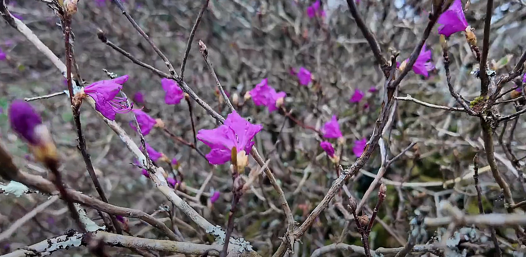 Unusual Rhododendron mucronulatum in flower | Caerhays Estate