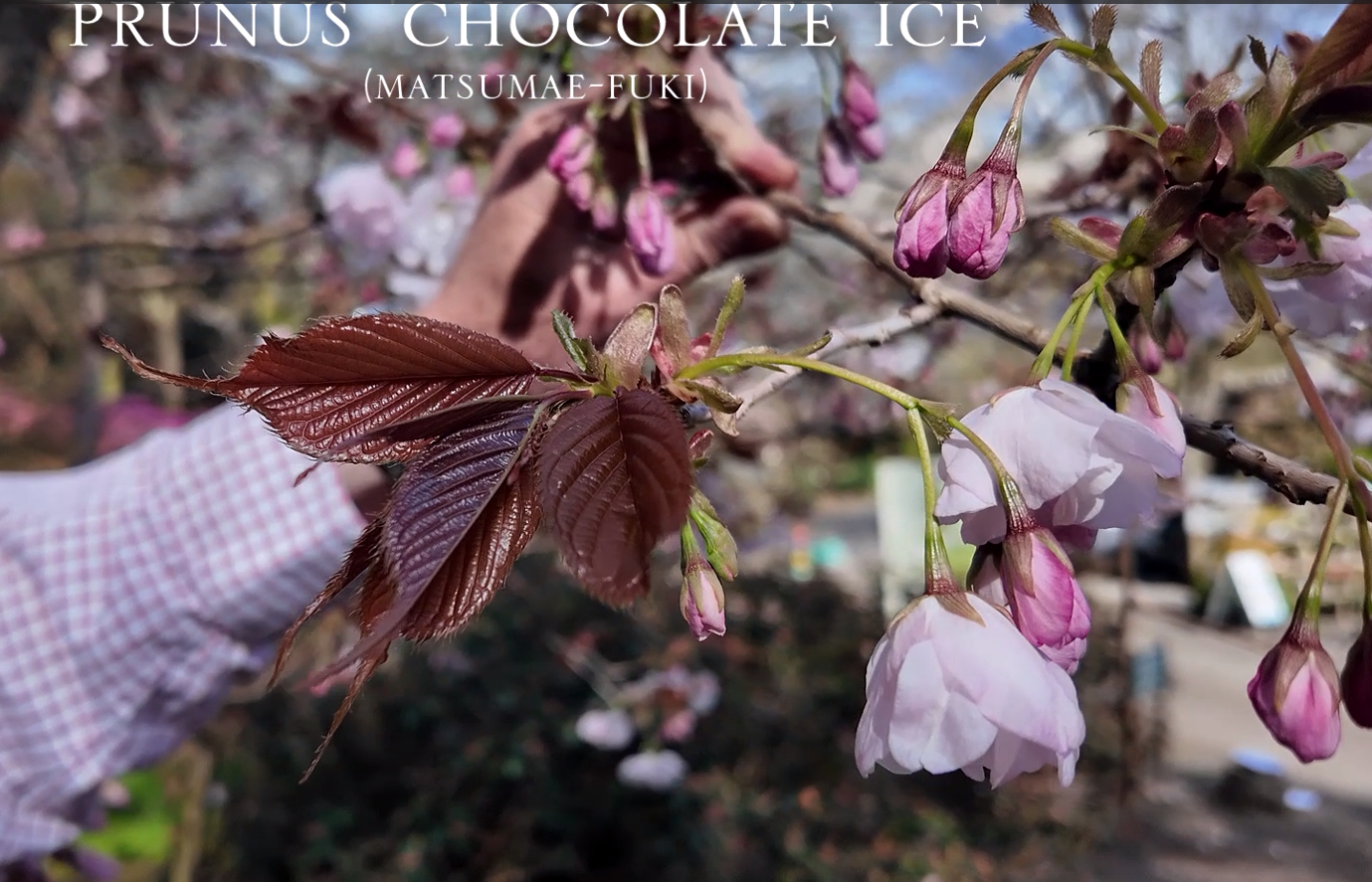 Cherries in Flower for Easter | Caerhays Estate