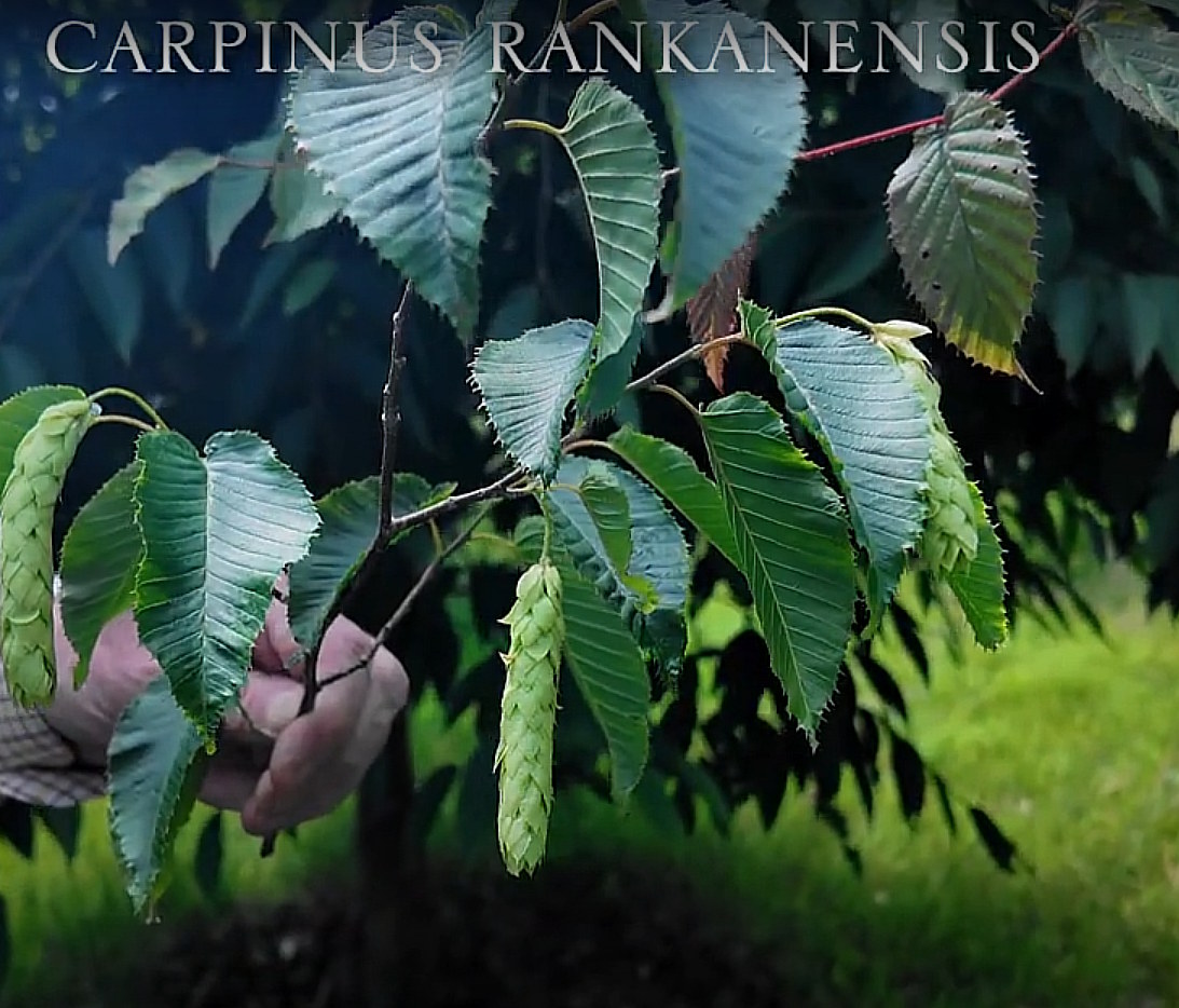 Part 1 of Carpinus species at Caerhays | Caerhays Estate
