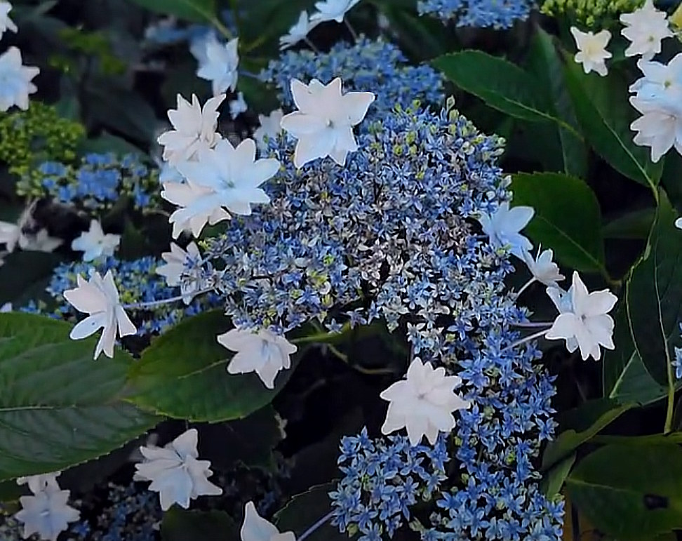 The Best Hydrangeas in July | Caerhays Estate