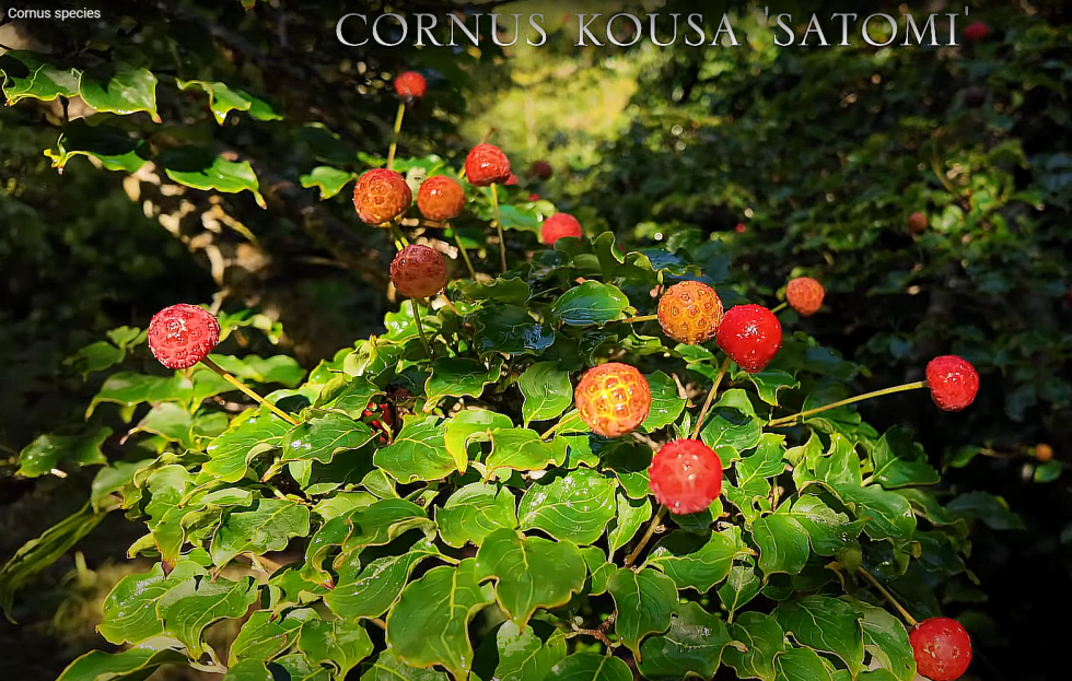 Strawberry-like fruits of Cornus kousa & capitata | Caerhays Estate