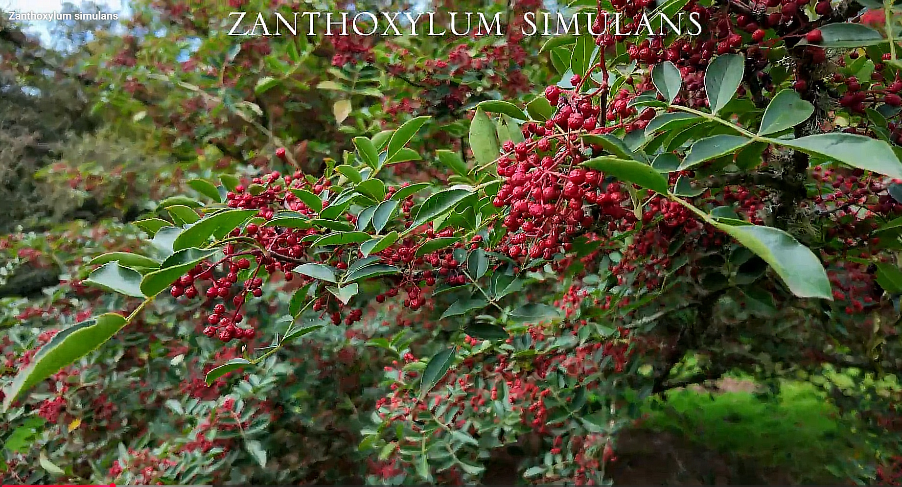 Zanthoxylum simulans full of pepper seeds | Caerhays Estate