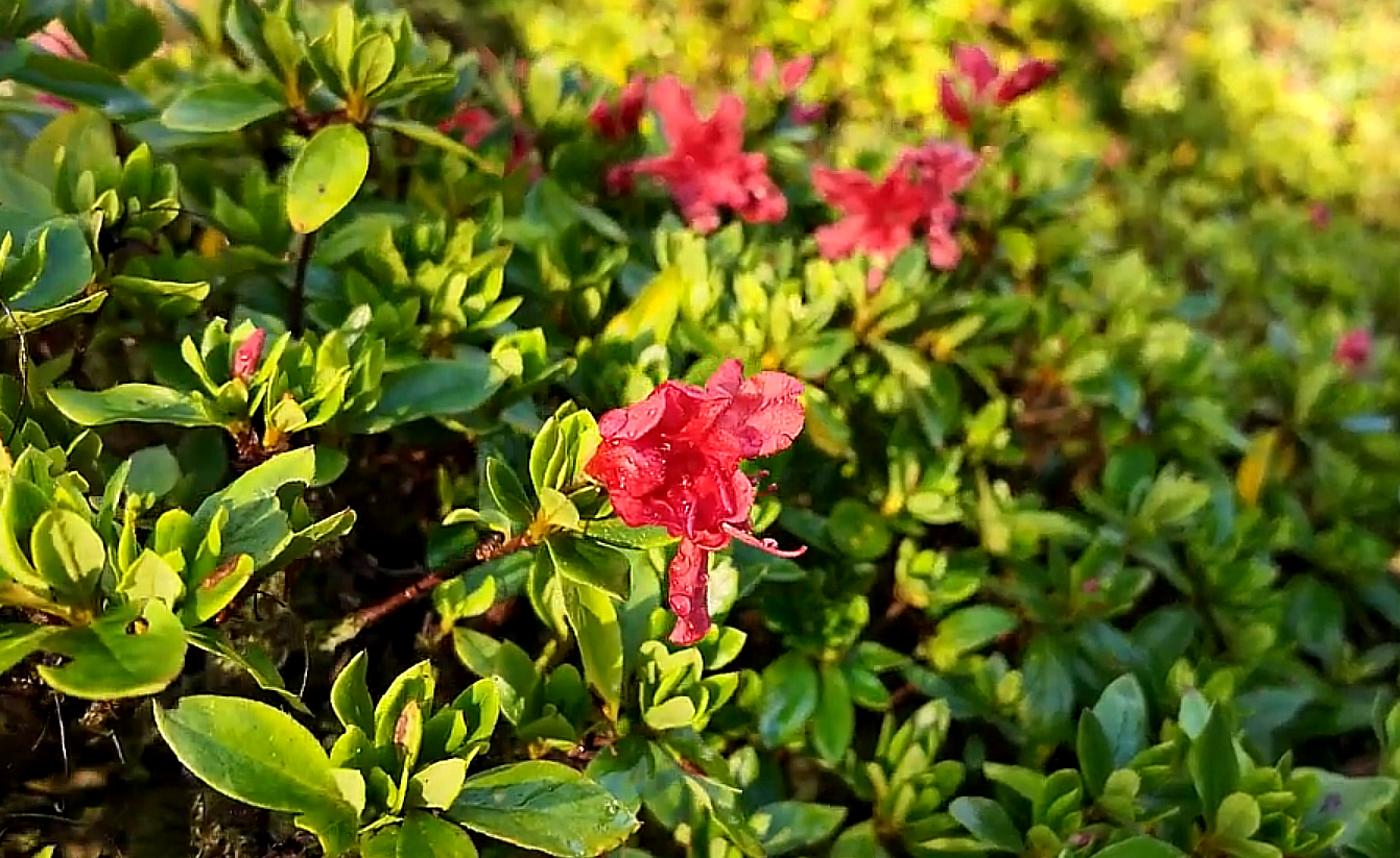 Flowering Evergreen Azaleas in January | Caerhays Estate