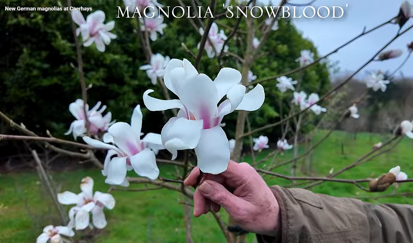 New German bred Magnolias | Caerhays Estate